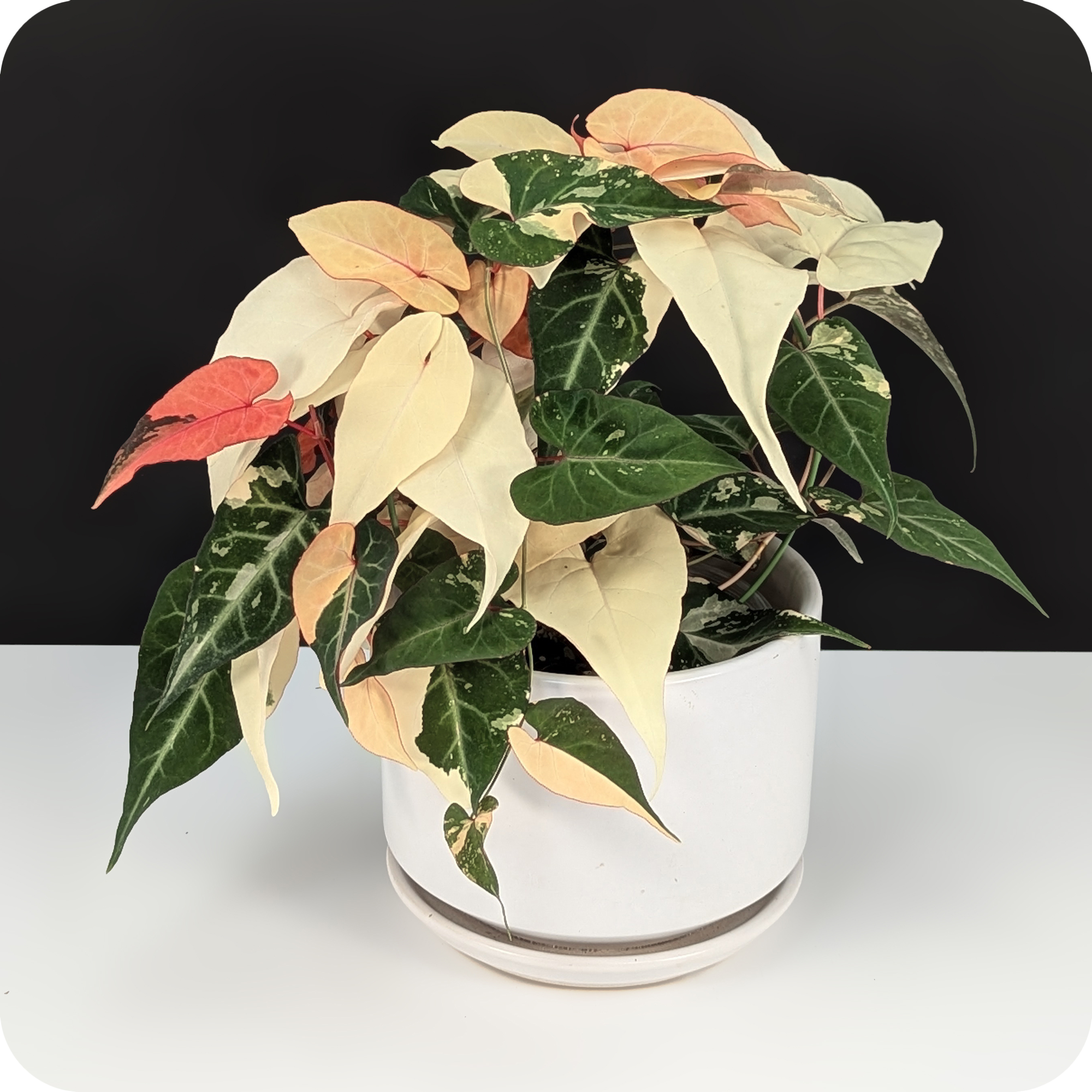 Fallopia Multiflora Care – Curious Plant Killer