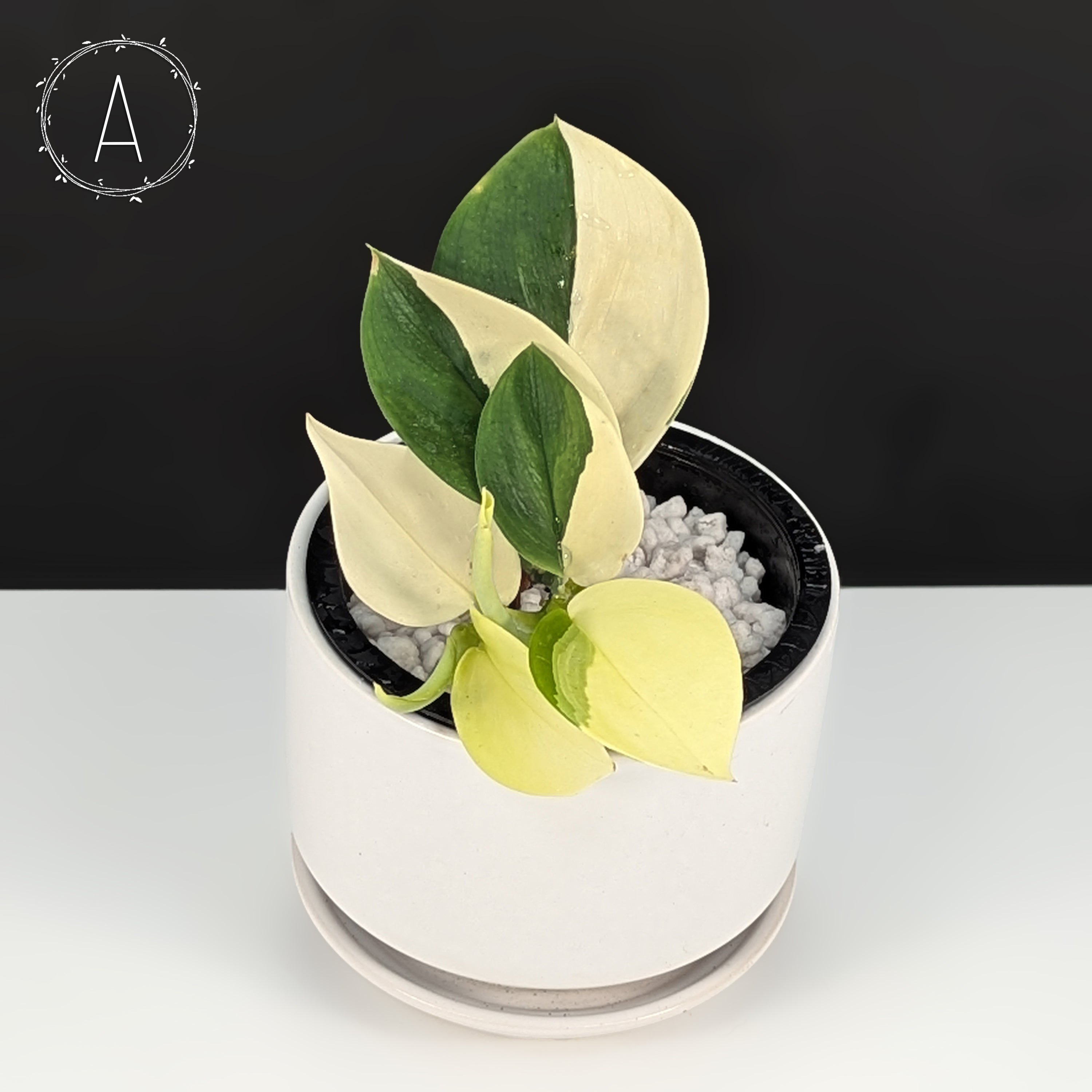 Scindapsus Rubicon – Curious Plant Killer