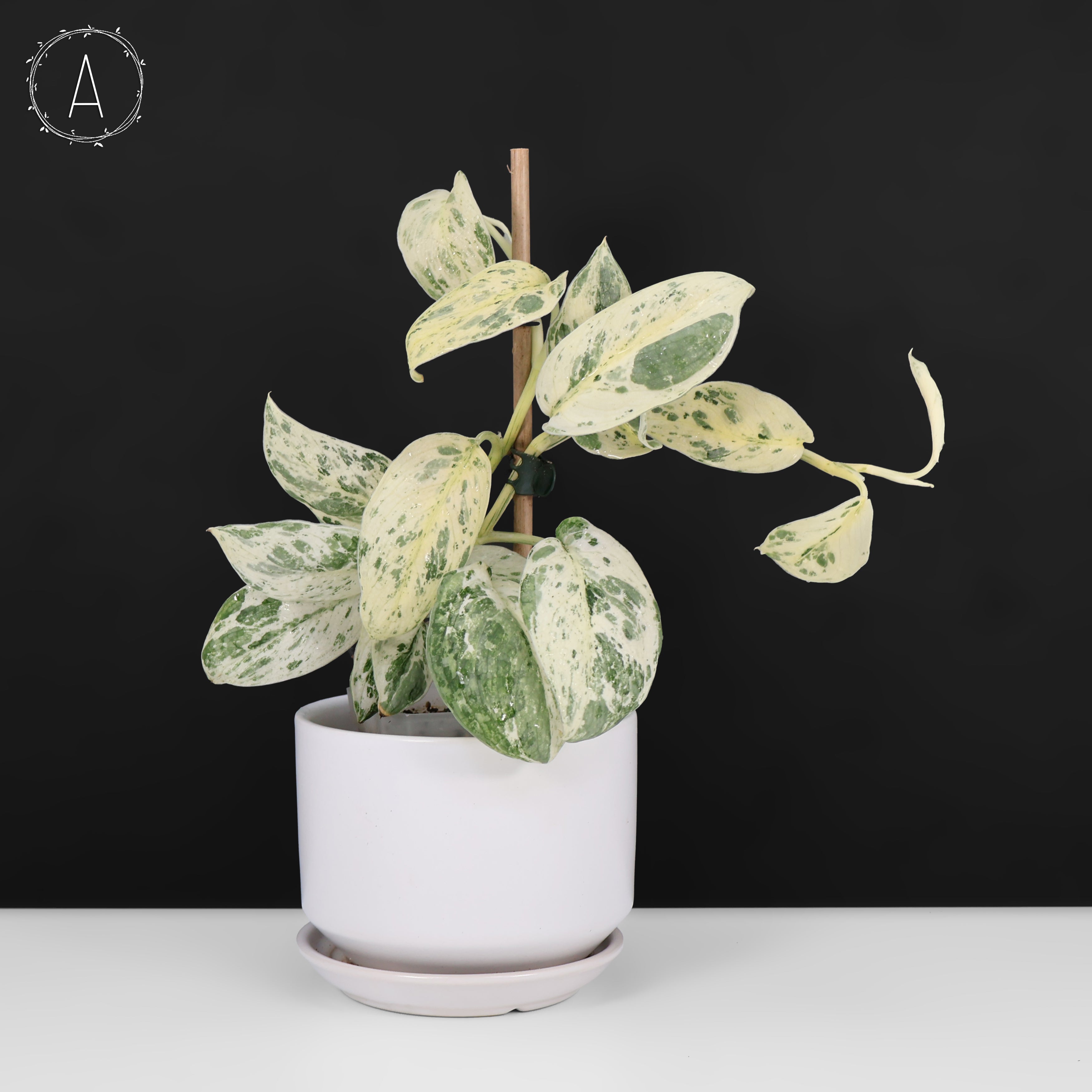 Scindapsus Salamount – Curious Plant Killer